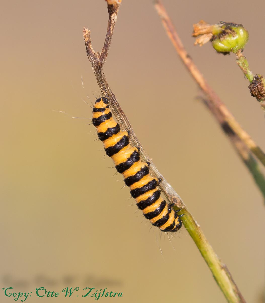 Bij de slufter op Texel – Vogelnieuws van de Noordkop